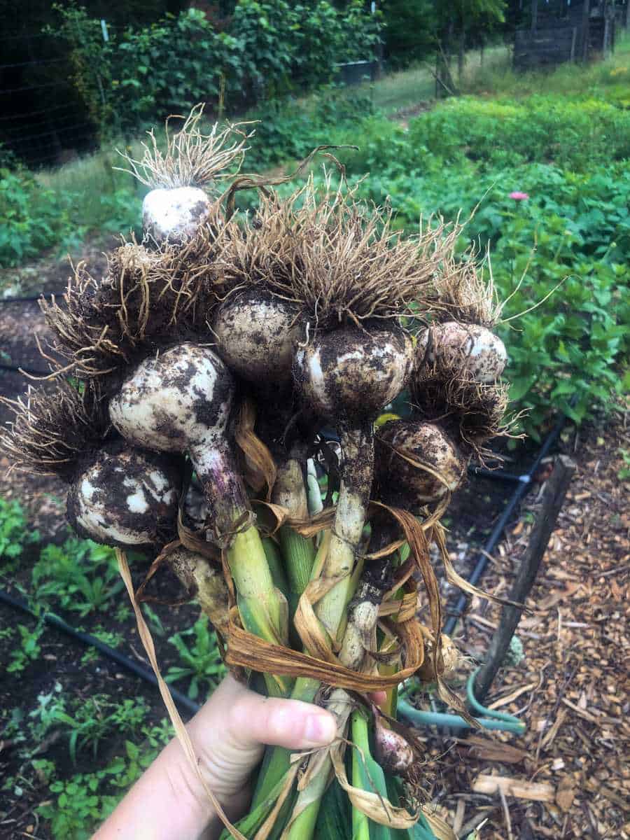 How To Grow Garlic From Seed - Homegrown Garlic - Heartwood Holler
