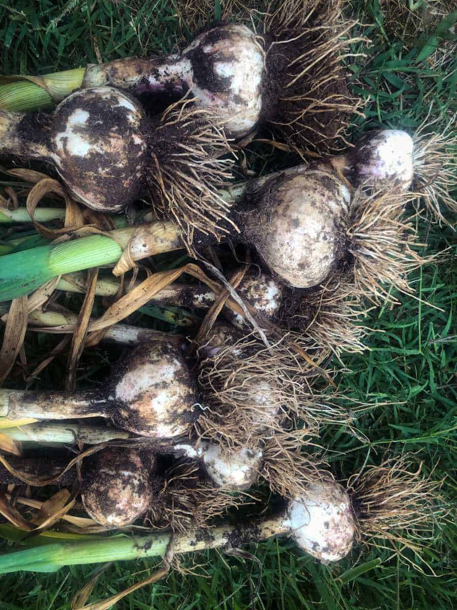 How To Grow Garlic From "Seed" - Homegrown Garlic - Heartwood Holler