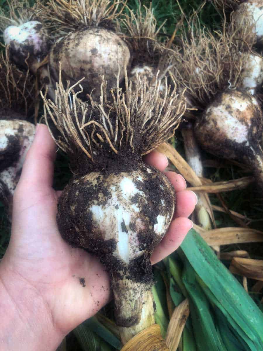 How To Grow Garlic From "Seed" - Homegrown Garlic - Heartwood Holler