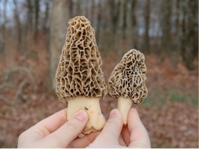 Morel Hunting - How To Forage This Wild Mushroom - Heartwood Holler