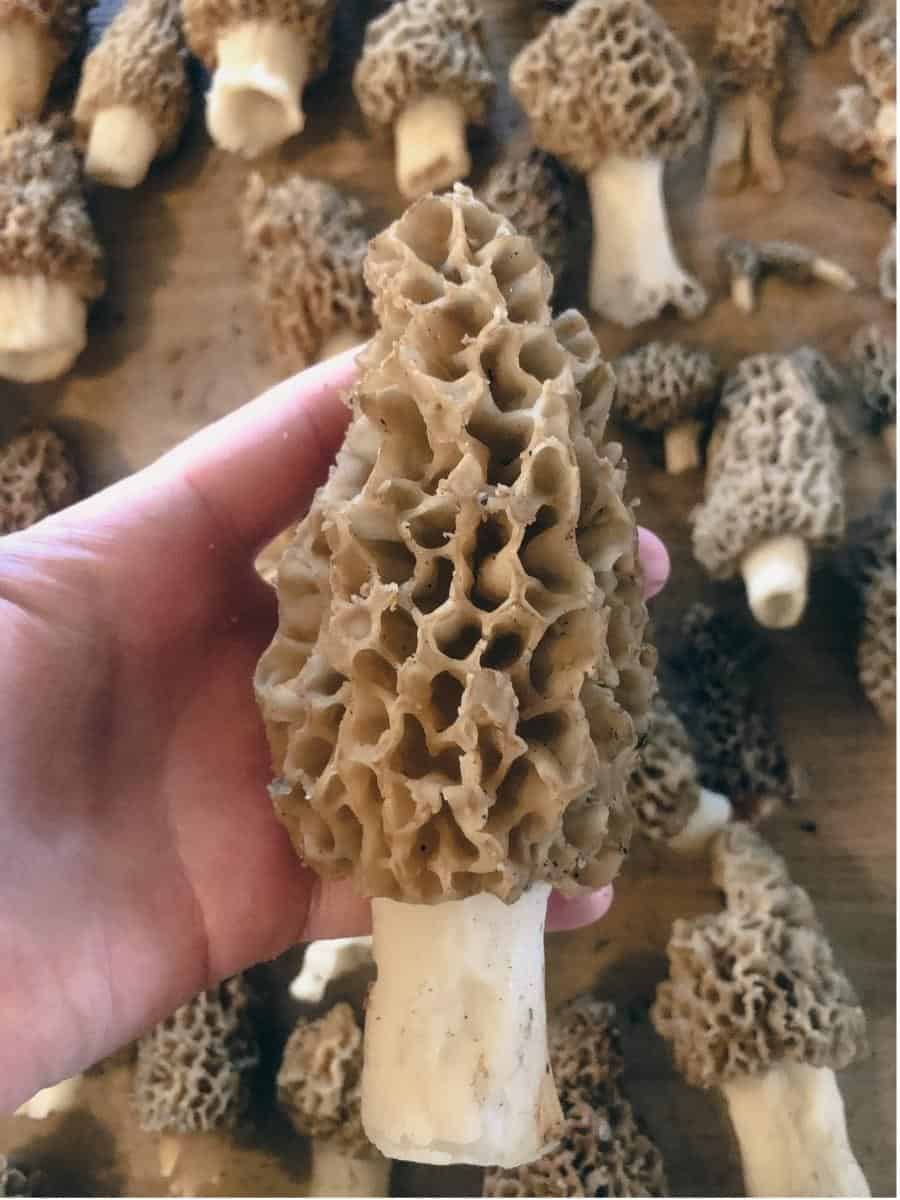 Morel Hunting - How To Forage This Wild Mushroom - Heartwood Holler