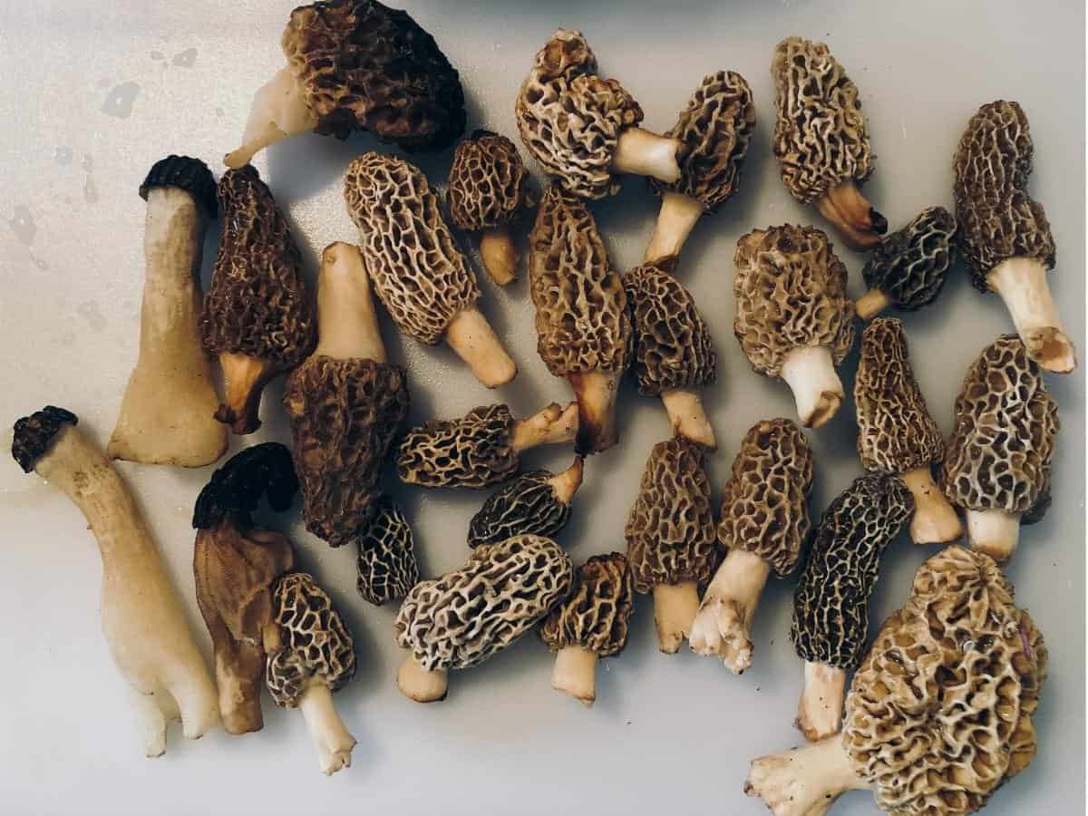 Morel Hunting - How To Forage This Wild Mushroom - Heartwood Holler