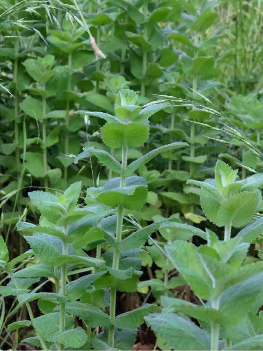 Refreshing Herbal Mint And Clover Tea Recipe