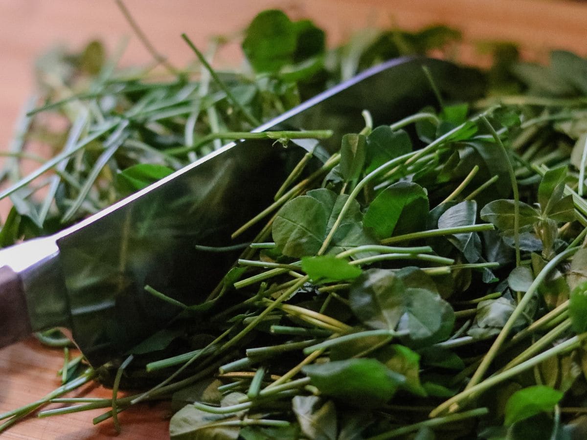 Refreshing Herbal Mint And Clover Tea Recipe
