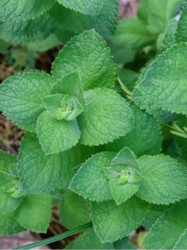 Refreshing Herbal Mint And Clover Tea Recipe