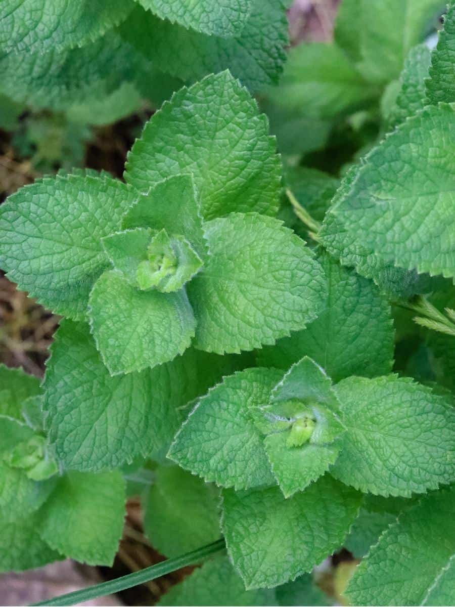 Refreshing Herbal Mint And Clover Tea Recipe