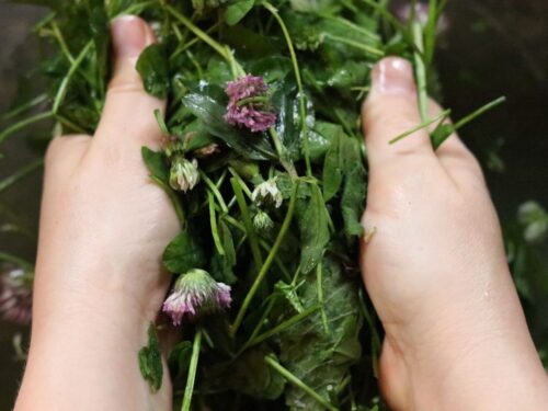 Refreshing Herbal Mint And Clover Tea Recipe