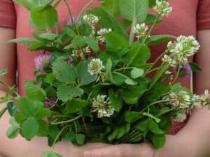 Refreshing Herbal Mint And Clover Tea Recipe