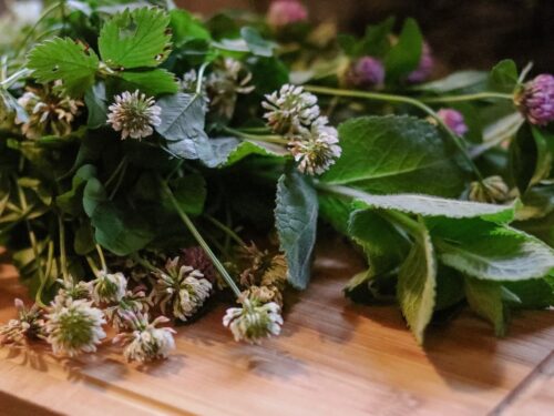 Refreshing Herbal Mint And Clover Tea Recipe
