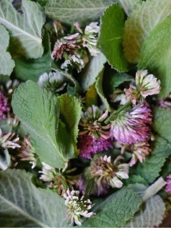 Refreshing Herbal Mint And Clover Tea Recipe