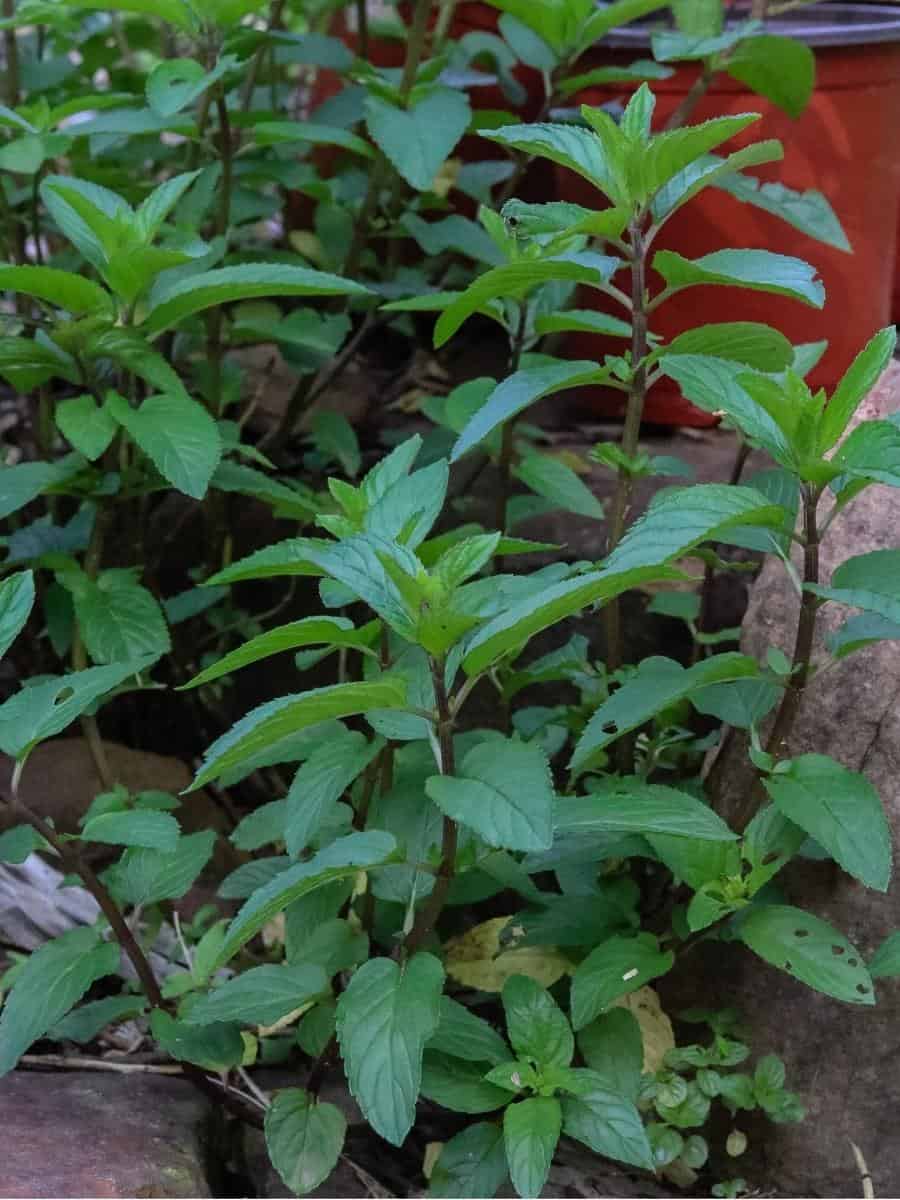 Refreshing Herbal Mint And Clover Tea Recipe