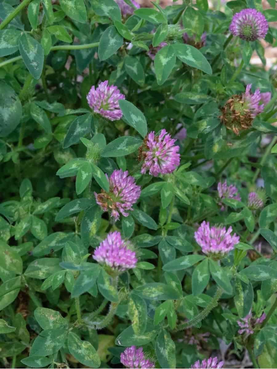 Refreshing Herbal Mint And Clover Tea Recipe
