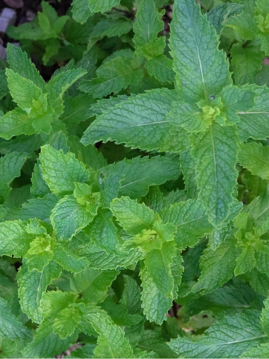 Refreshing Herbal Mint And Clover Tea Recipe