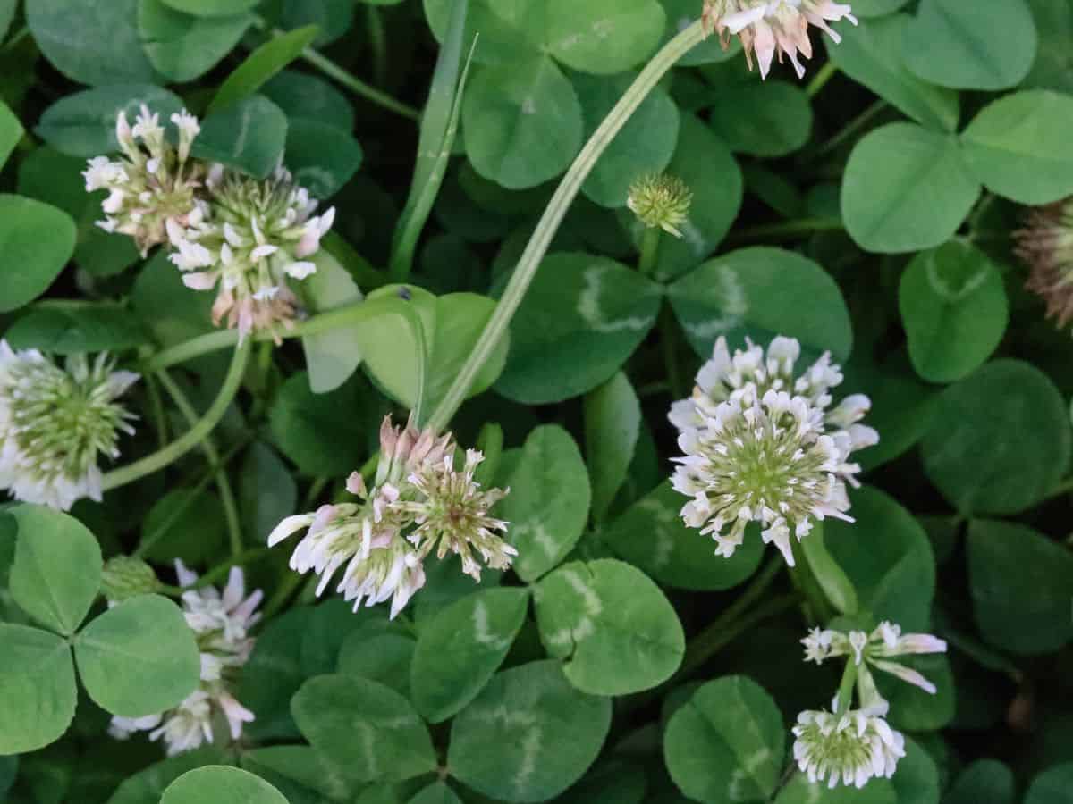 Refreshing Herbal Mint And Clover Tea Recipe